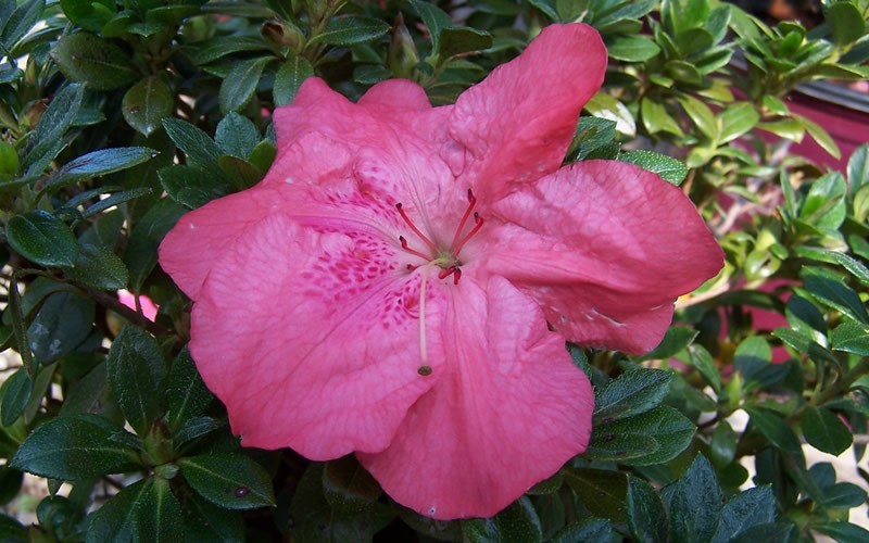 Sir Robert Azalea - 1 Gallon - Shrub - Azalea Shrubs | ToGoGarden