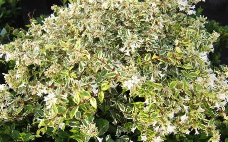 Lemon Lime Dwarf Abelia - Abelia grandiflora 'Lemon Lime' - 1 Gallon ...