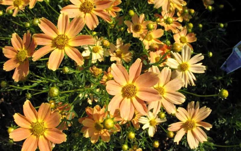 Sienna Sunset Coreopsis - 1 Gallon - Perennial - Perennial Plants ...