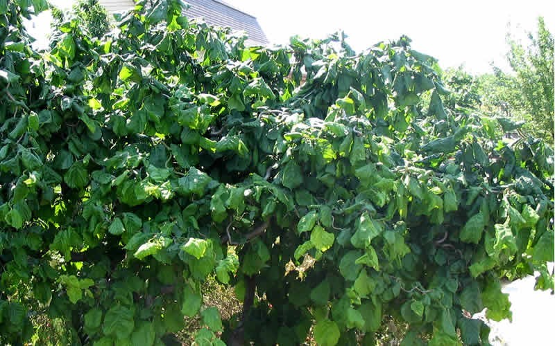 Corylus 'Contorted Filbert'- Henry Lauder's Walking Stick - 2 Gallon ...