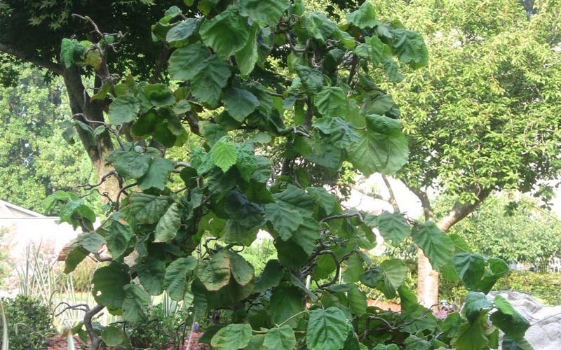 Corylus 'Contorted Filbert'- Henry Lauder's Walking Stick - 2 Gallon ...