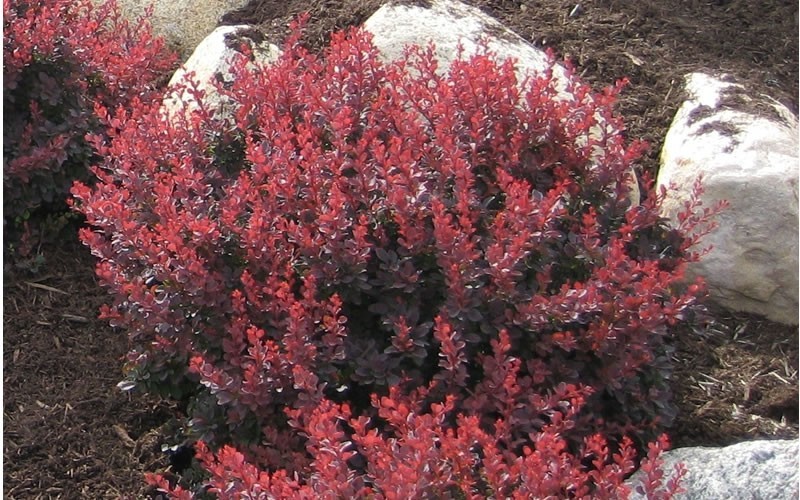 Royal Burgundy Barberry - Berberis thunbergii 'Gentry' - 1 Gallon ...