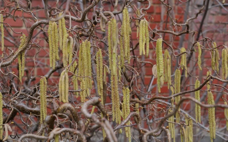 Corylus 'Contorted Filbert'- Henry Lauder's Walking Stick - 2 Gallon ...