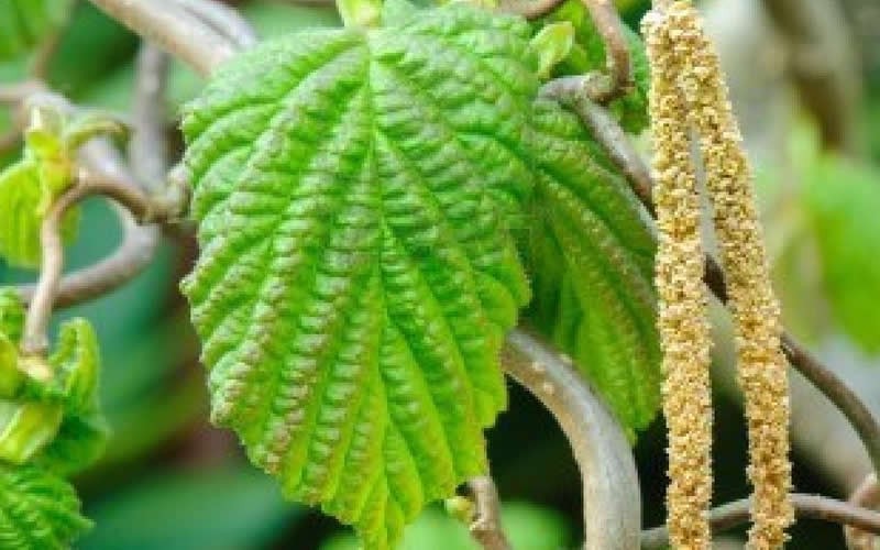 Corylus 'Contorted Filbert'- Henry Lauder's Walking Stick - 2 Gallon ...